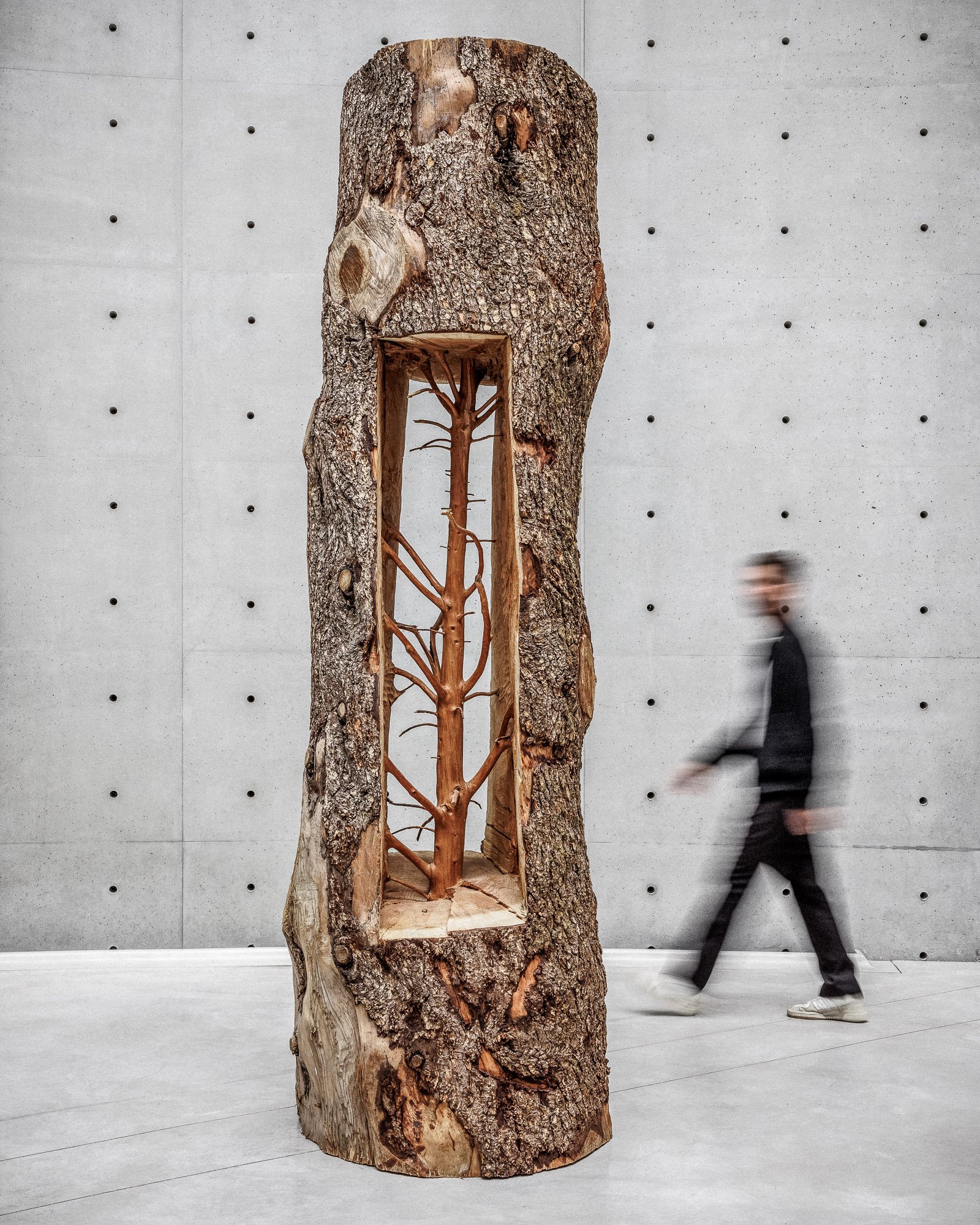Croissance des arbres : le cycle annuel expliqué